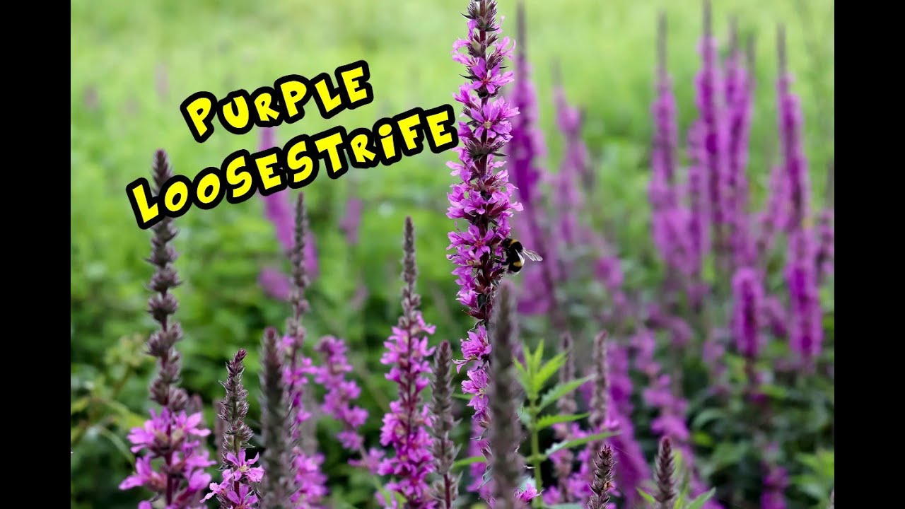 Purple Loosestrife: Identification and Some Cool Facts - YouTube