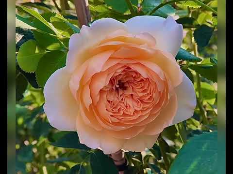 Growing David Austin roses in California, zone 9b - YouTube