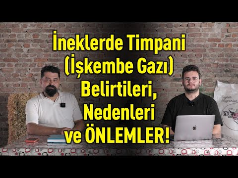 İneklerde Timpani (İşkembe Gazı): Belirtileri, Nedenleri ve ÖNLEMLER! 🐮