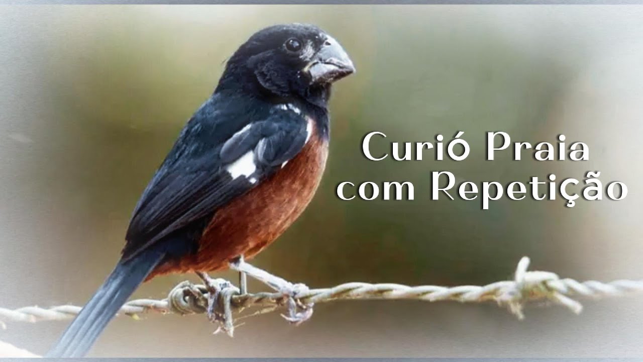 Canto de Curio Praia para Estimular e Aprimorar o Canto do Seu Pássaro ...