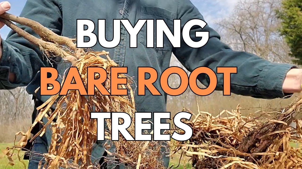 Native Tree Plant Haul! Buying Bare Root Trees - YouTube