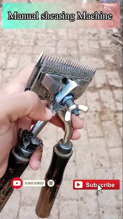 Sheep's Manual shearing Machine easy shearing techniques || - YouTube