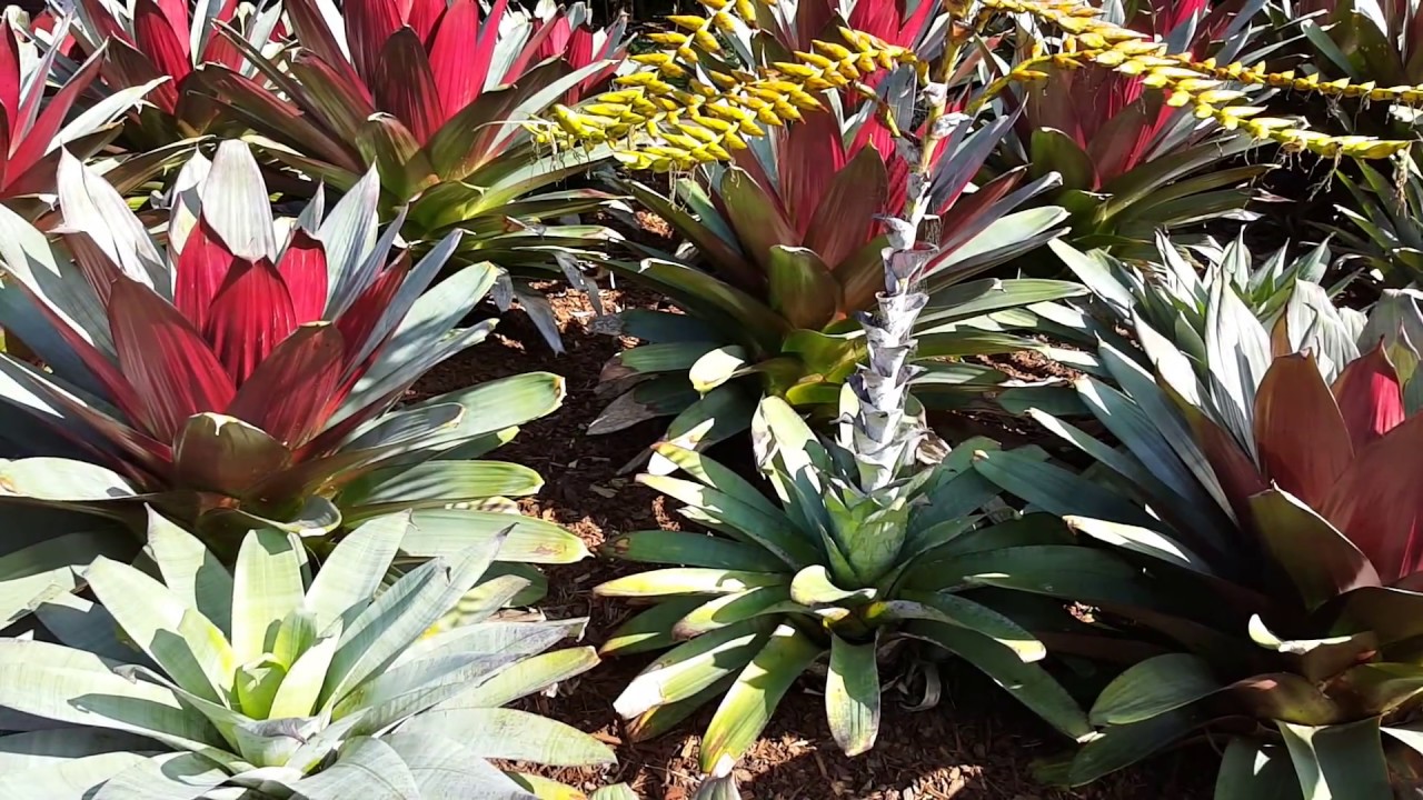 Bromeliad Alcantarea Imperialis HD Video 02 - YouTube