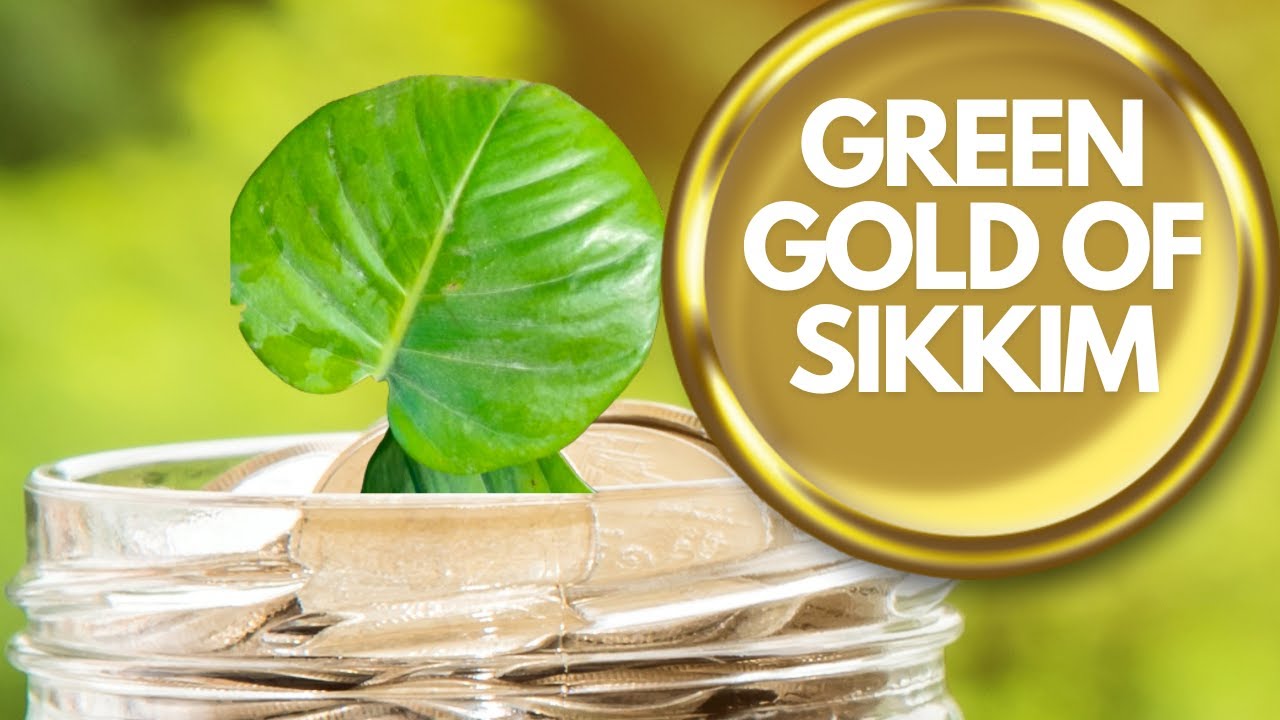 "Green Gold: Giant Money Plant Jungle in Sikkim!" - YouTube