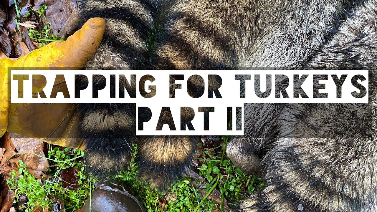HOW TO TRAP COONS Part 2 | Turkey Season 22 | DP TRAP | NWTF - YouTube