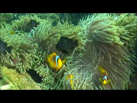 Finding Nemo - real clown fish - YouTube