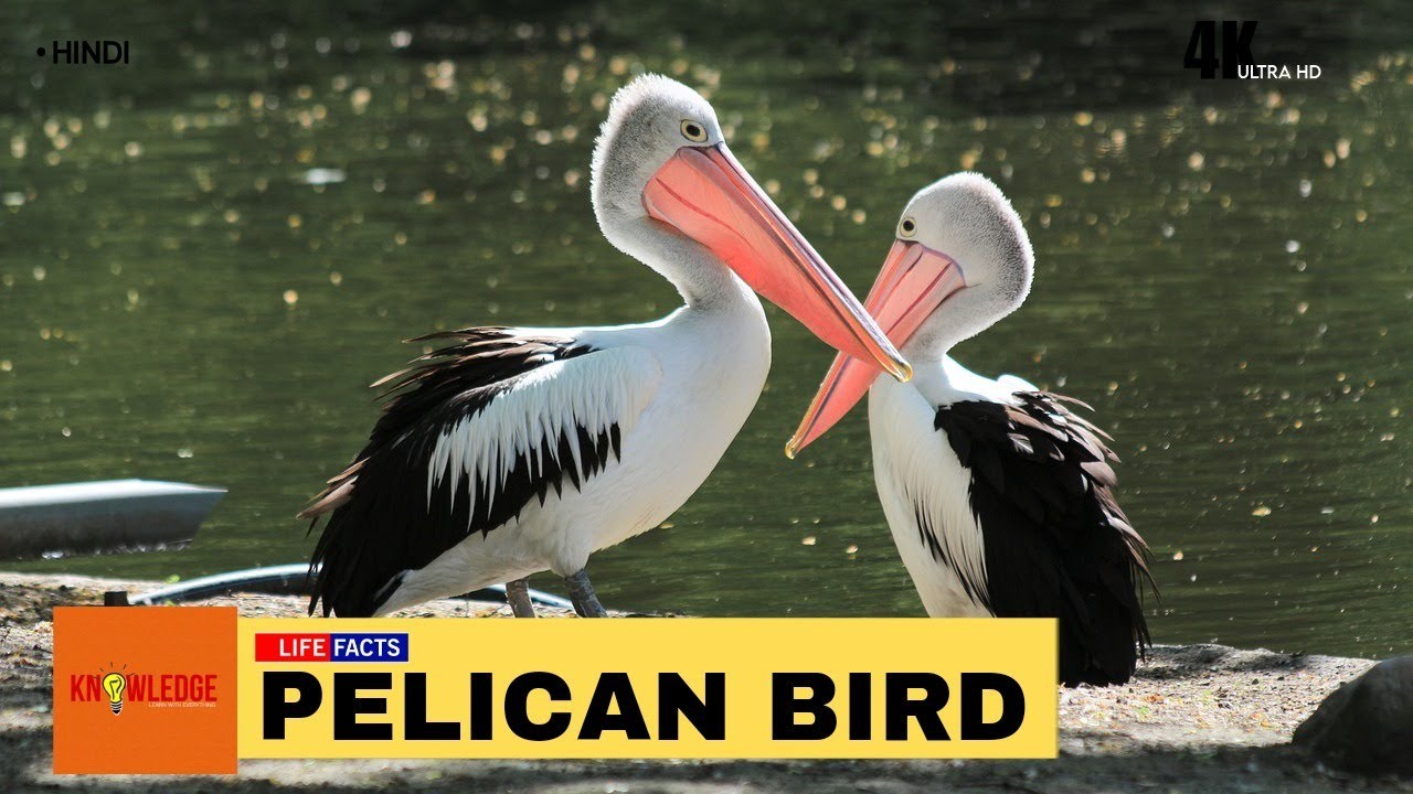 Pelican bird | रोजी पेलिकन के बारे में महत्वपूर्ण तथ्य | हिंदी ...