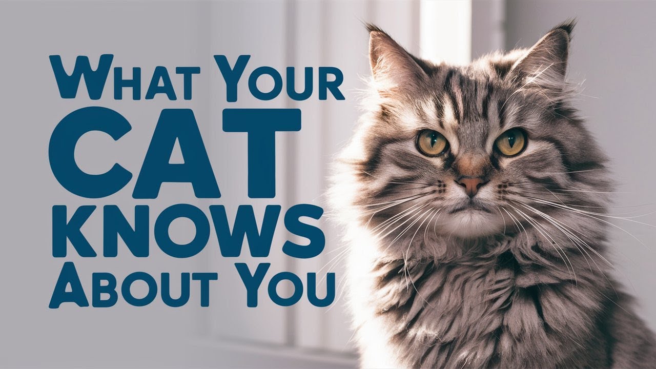 what your cat knows about you - YouTube