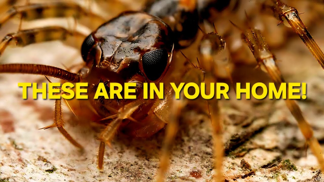 "House Centipedes: Harmless or Horrifying?" - YouTube