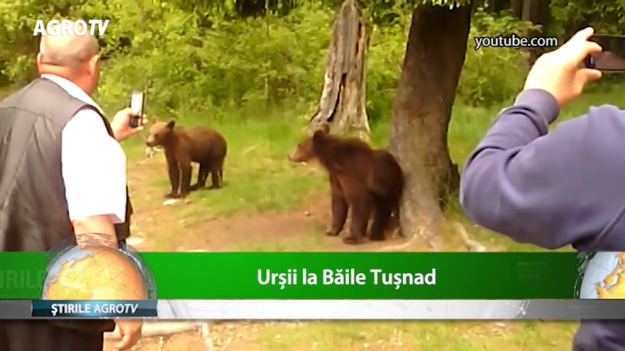 Baile Tusnad. o statiune unde se poate vedea ursul - YouTube