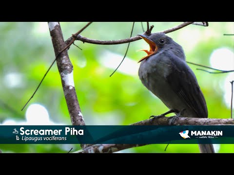 Screaming Piha  - Birds of Colombia  - Manakin Nature Tours