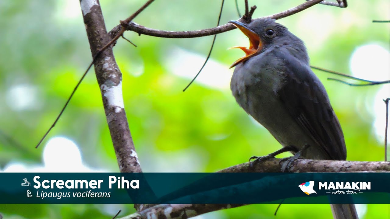 Screaming Piha - Birds of Colombia - Manakin Nature Tours - YouTube