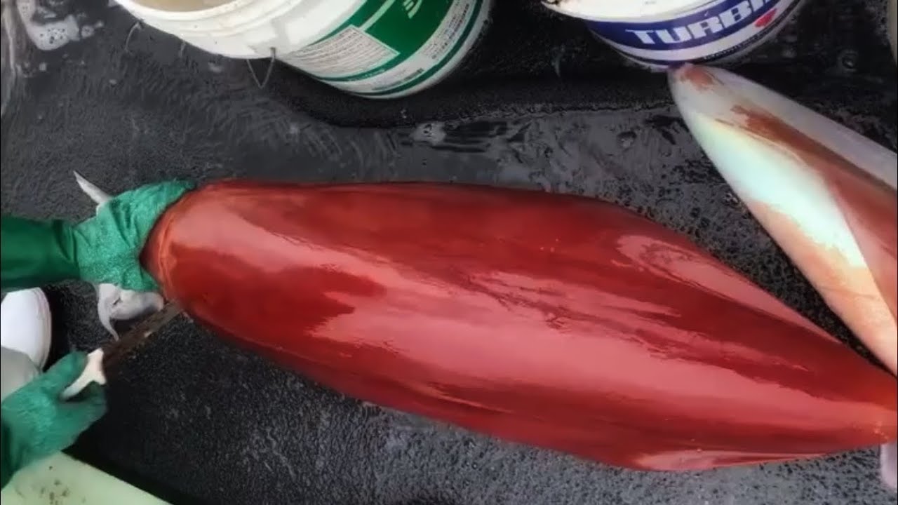 Giant Squid Color Shifting While Cut and Clean - YouTube