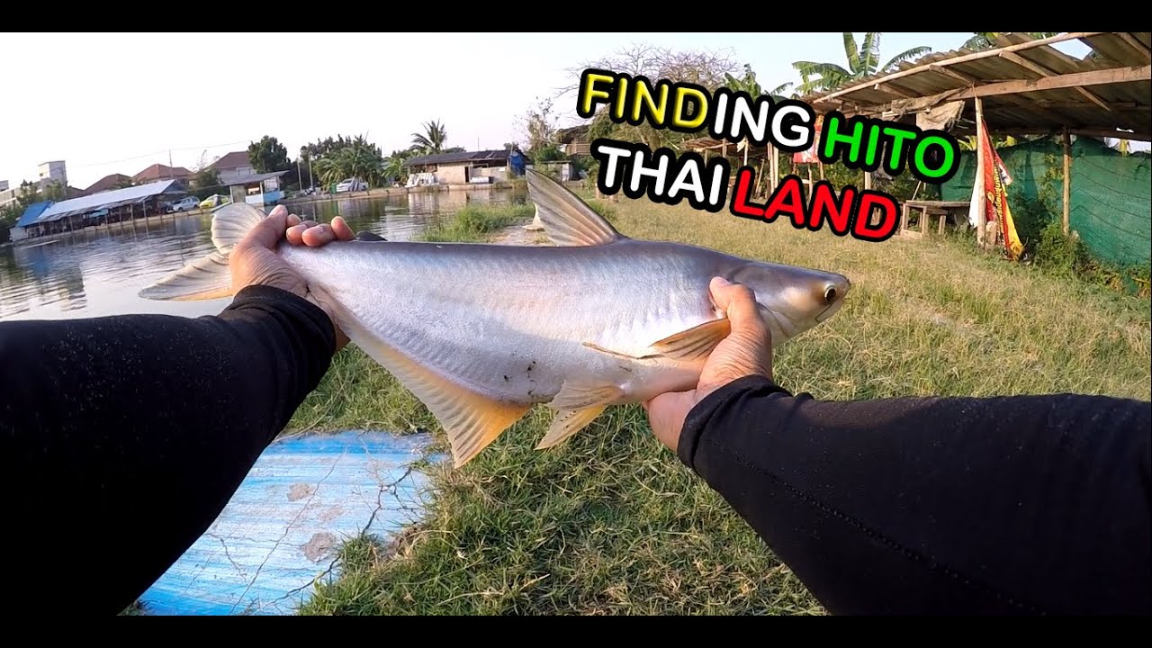 Finding Hito (Pinoy Fishing in Thailand) - YouTube