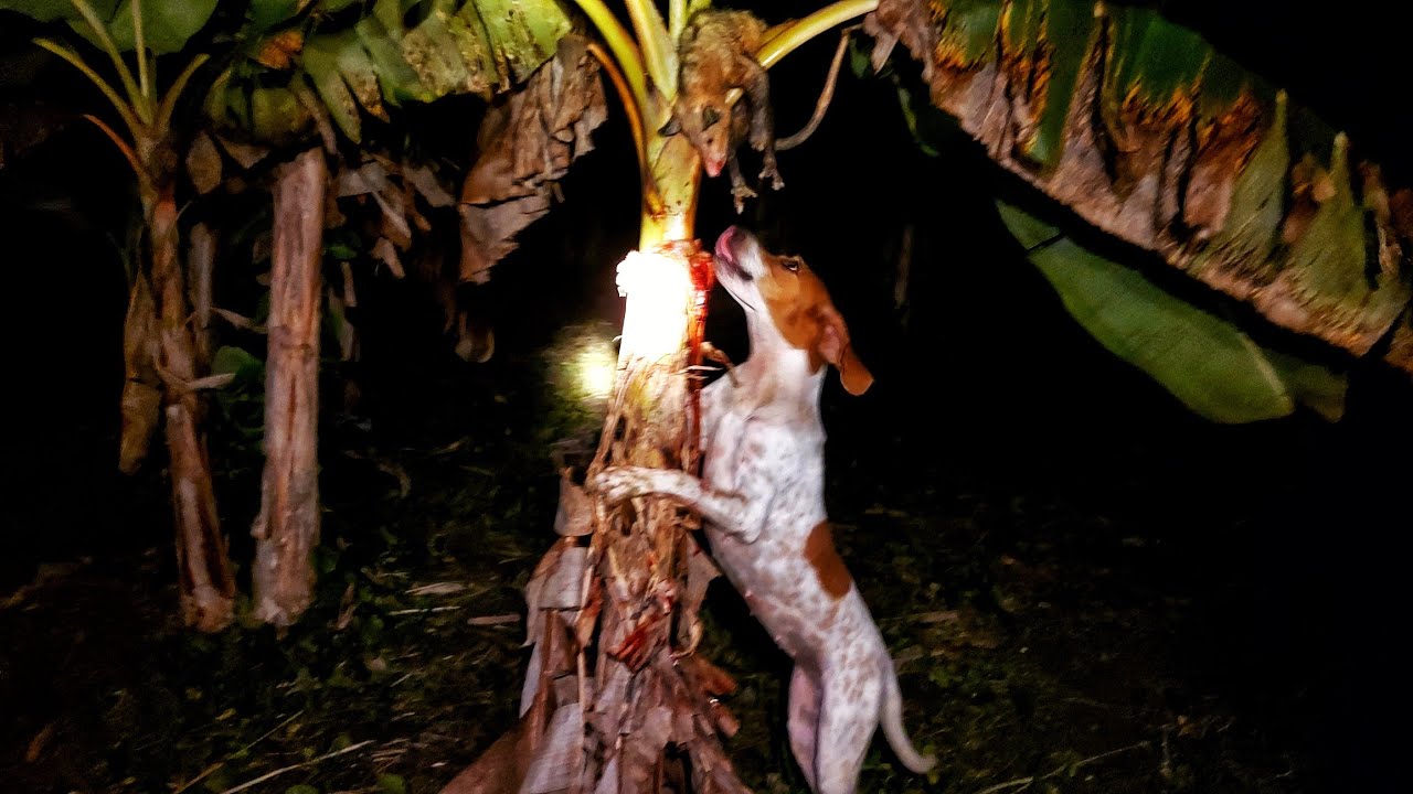 Call of the HOUNDS (Opossum/Manicou Hunt) Trinidad. - YouTube