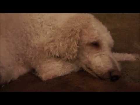 Standard Poodle in Early Stage of Labor - YouTube
