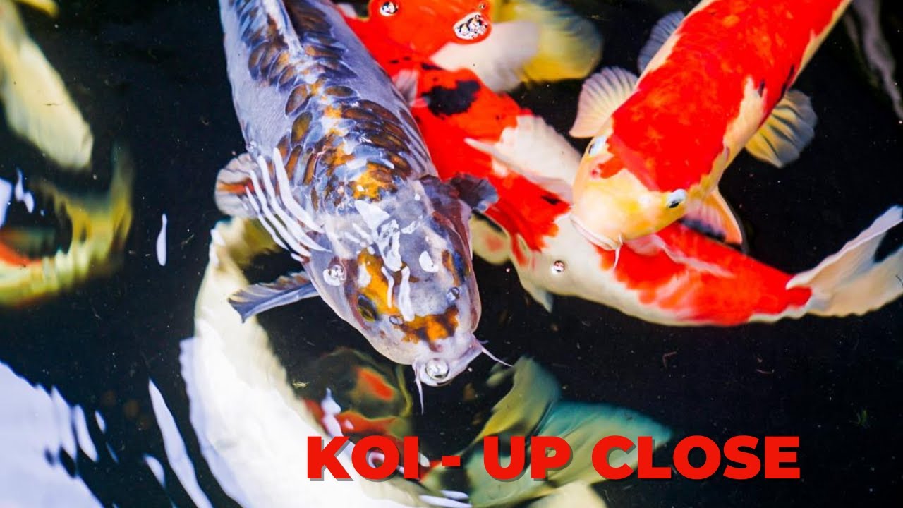 1 minute with koi - YouTube