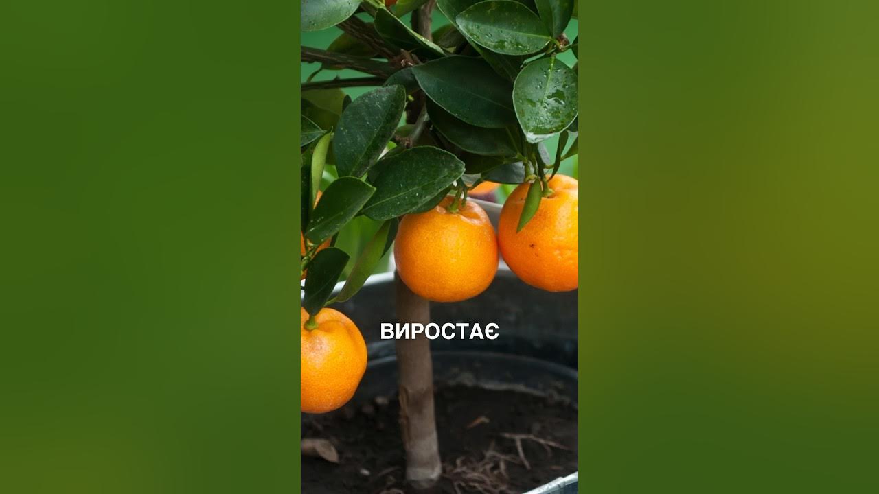 🍊Апельсин Вашингтон Навел🍊 - YouTube