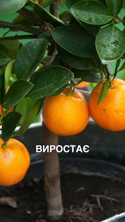 🍊Апельсин Вашингтон Навел🍊 - YouTube