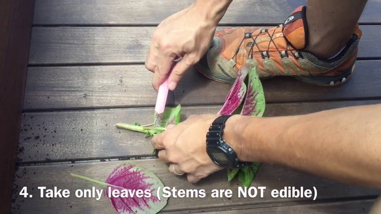 How to Harvest Yin Choy (Amaranth) - YouTube