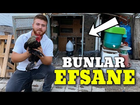 YENİ HOROZ ALDIM GÜVERCİNLERDE SIRADA!