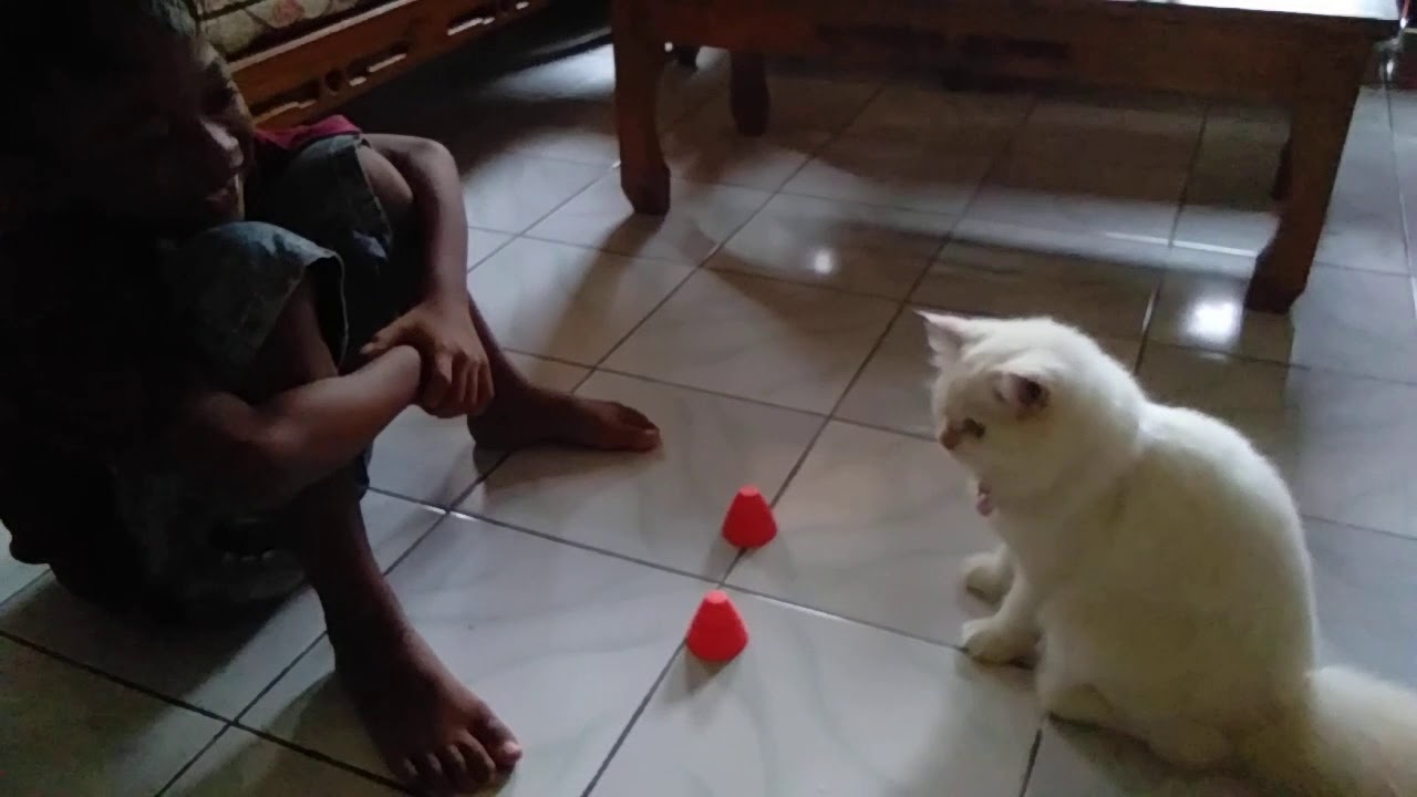 Kucing main tebak tebakan - YouTube