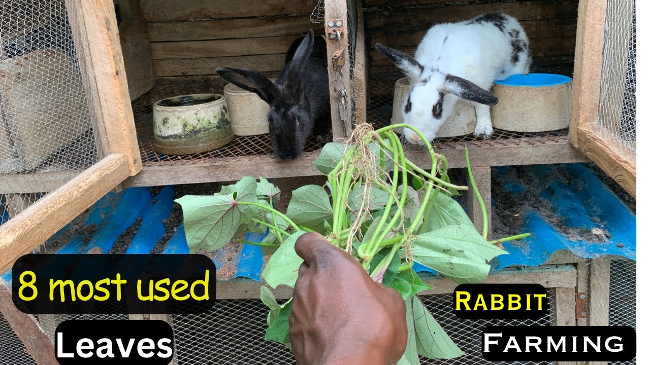 Eight leaves that rabbits eat you never knew it works wonders - YouTube