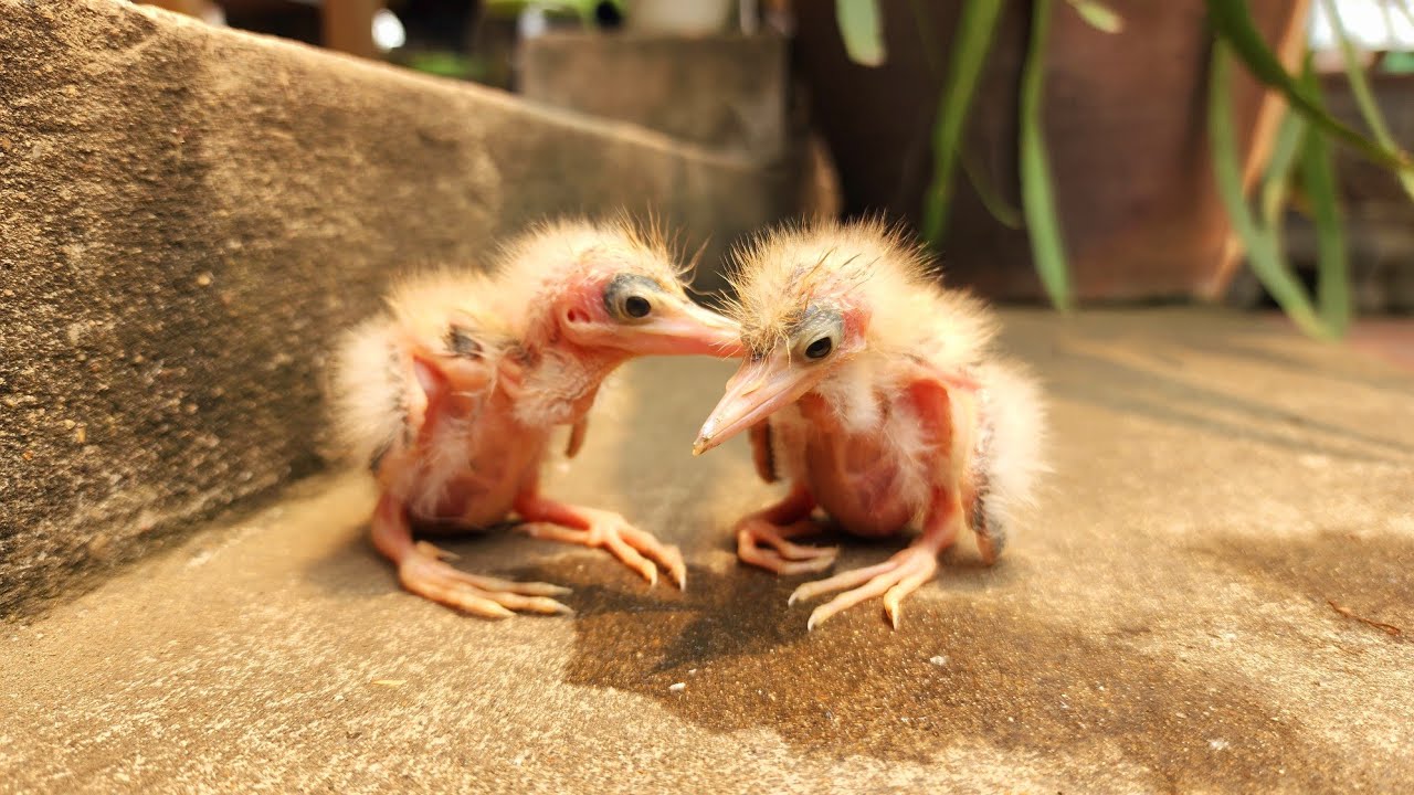Miraculously, baby birds without their mothers still know how to feed ...