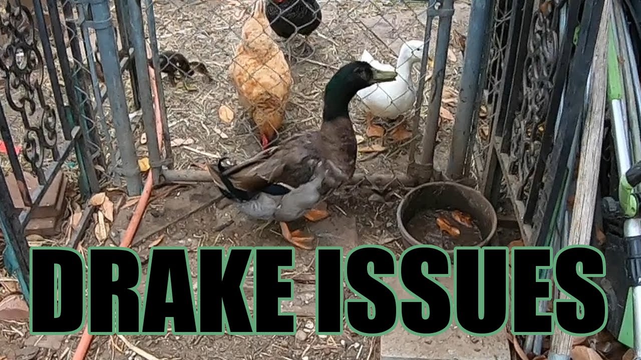 Male duck issues - YouTube