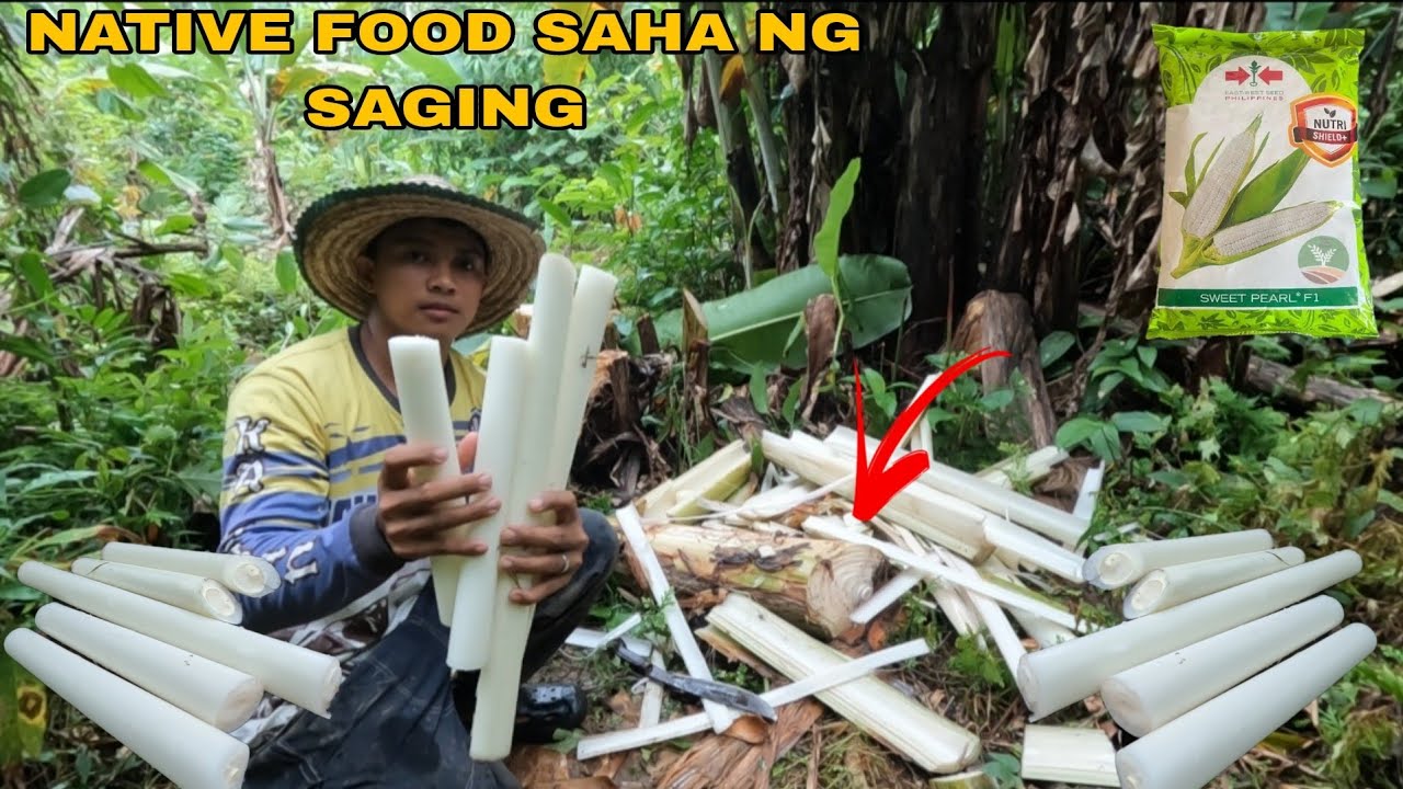 LIBRENG PANG ULAM UBOD NG SAGING 🌾 PAGTATANIM NG MAIS SA AREA 2 - YouTube