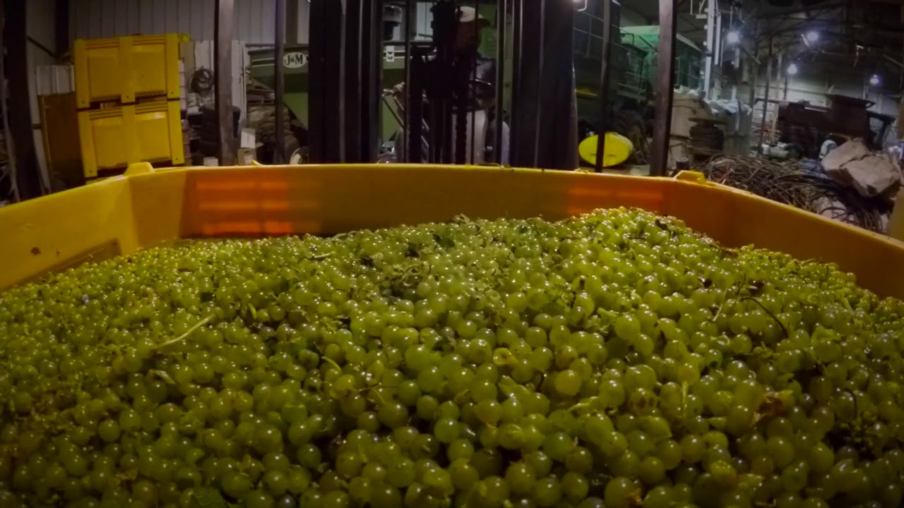 Farmhouse Vineyards Viognier Harvest for Becker Vineyards - YouTube
