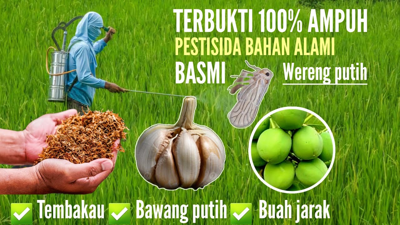 CARA AMPUH BASMI WERENG PUTIH KUTU DAN ULAT PADA TANAMAN - YouTube