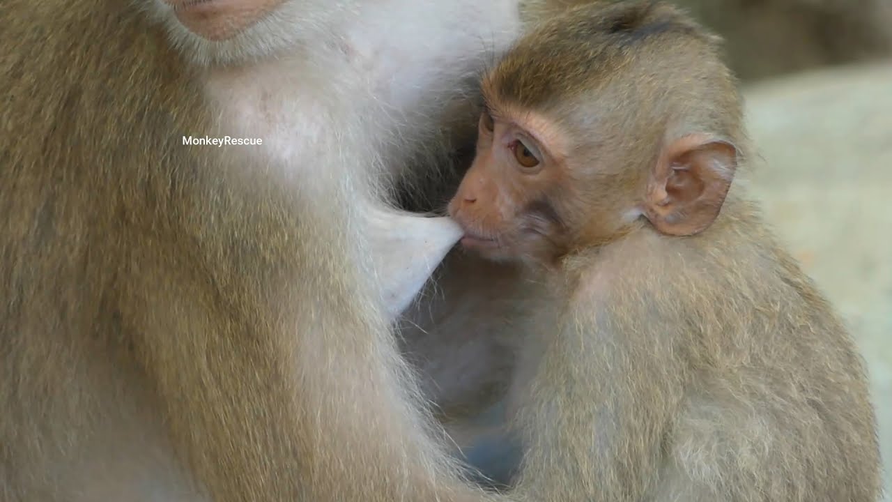 Amazing big baby Rainbow really enjoy bre@stfeeding milk, RB is old ...