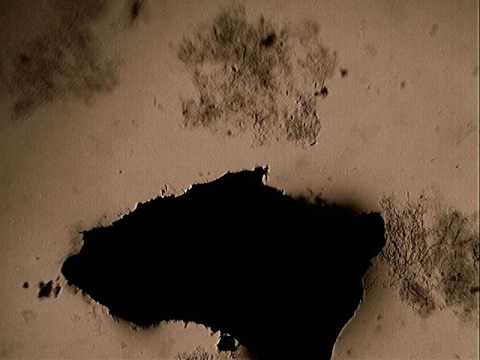 Morgellons insects swiming insects among Morgellons - YouTube