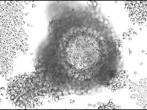 Under the Microscope – Egg Post-Fertilization - YouTube