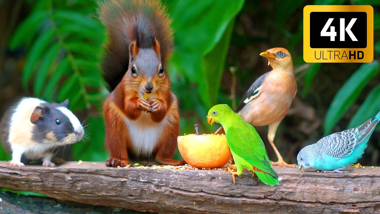 Cat TV for Cats to Watch 😺 Cute Little Birds with Squirrel-mania🐿️4 Hours Cat Games 4K HDR - YouTube
