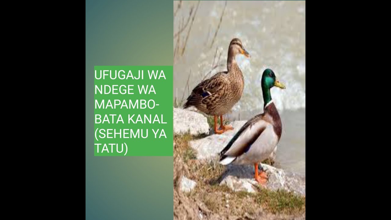 HAYA NDIO MAARIFA YA UFUGAJI WA NDEGE WA MAPAMBO- AINA YA BATA CANARY ...
