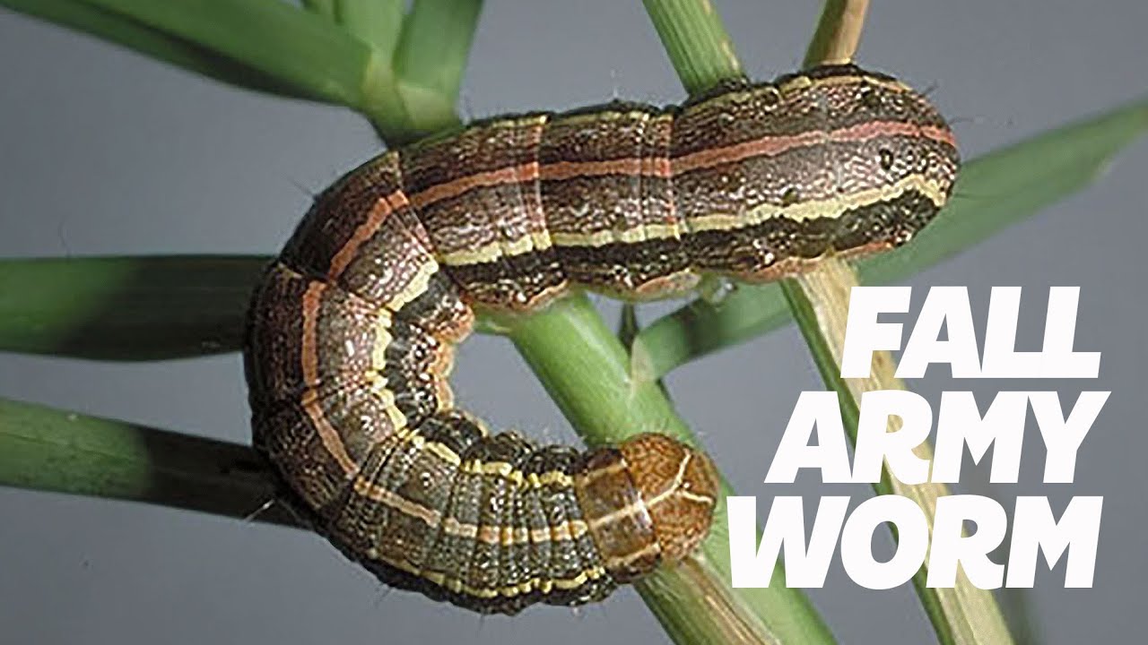 Fall Armyworm - YouTube