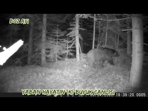 Yaban Hayatın İki Büyük Canlısını izleyin..🐻🐗 #wildlife #nature #trailcamera #best