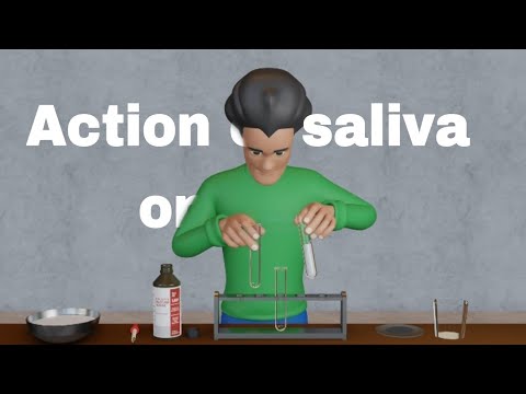 Action of Saliva on flour ( Activity 7 ) 3d Animation - YouTube
