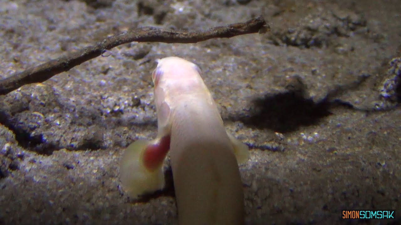 Bichir fish - Polypteridae - YouTube