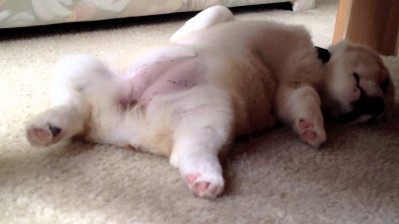 Corgi Pup Sleep Dances - YouTube
