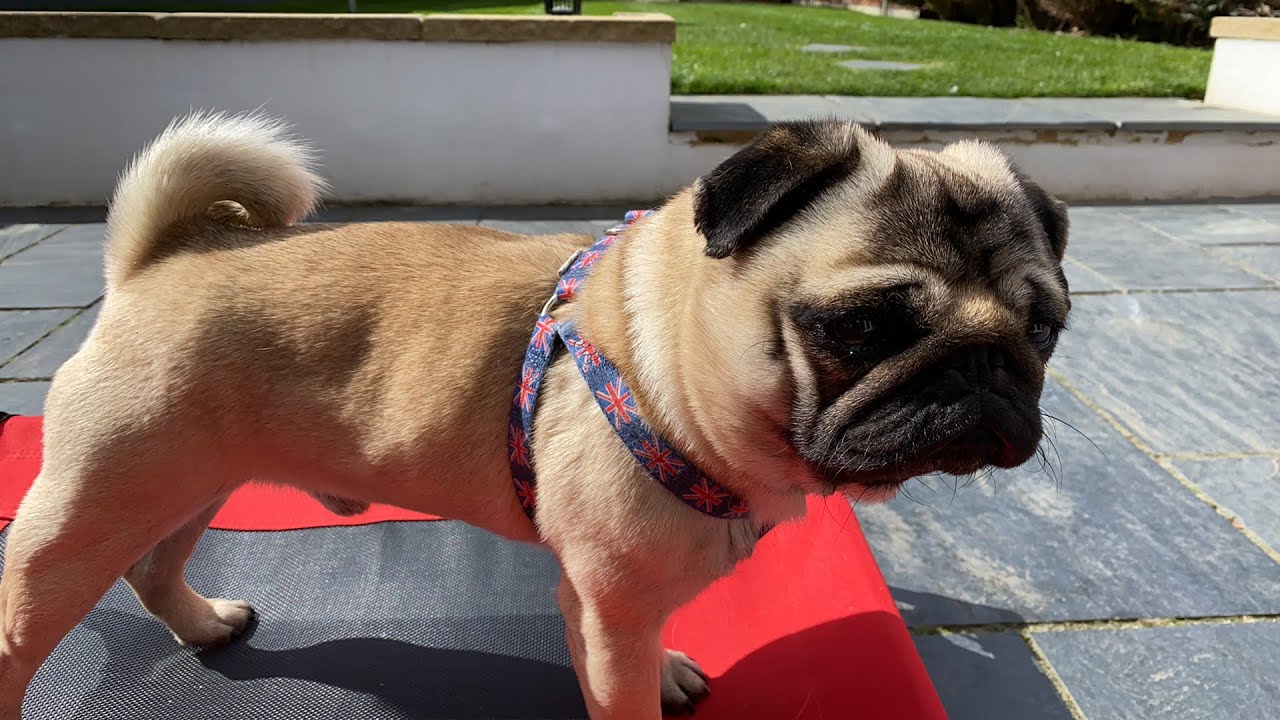 | PUG SUNBATHING 2021 | Pangpang the Pug loves the sun | Happy pugs # ...
