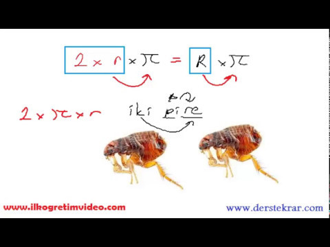 6. Sınıf Çember ve Daire