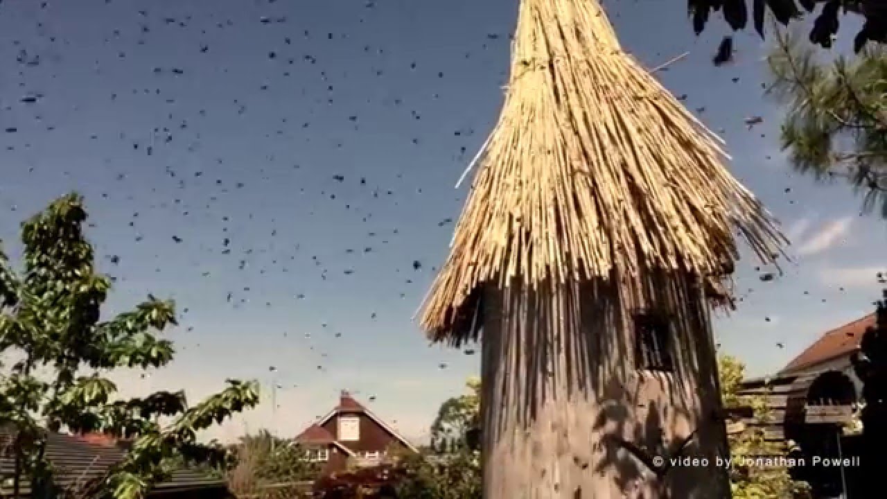 Jonathan Powell - log hive Tree Beekeeper - UK - Great Britain - YouTube