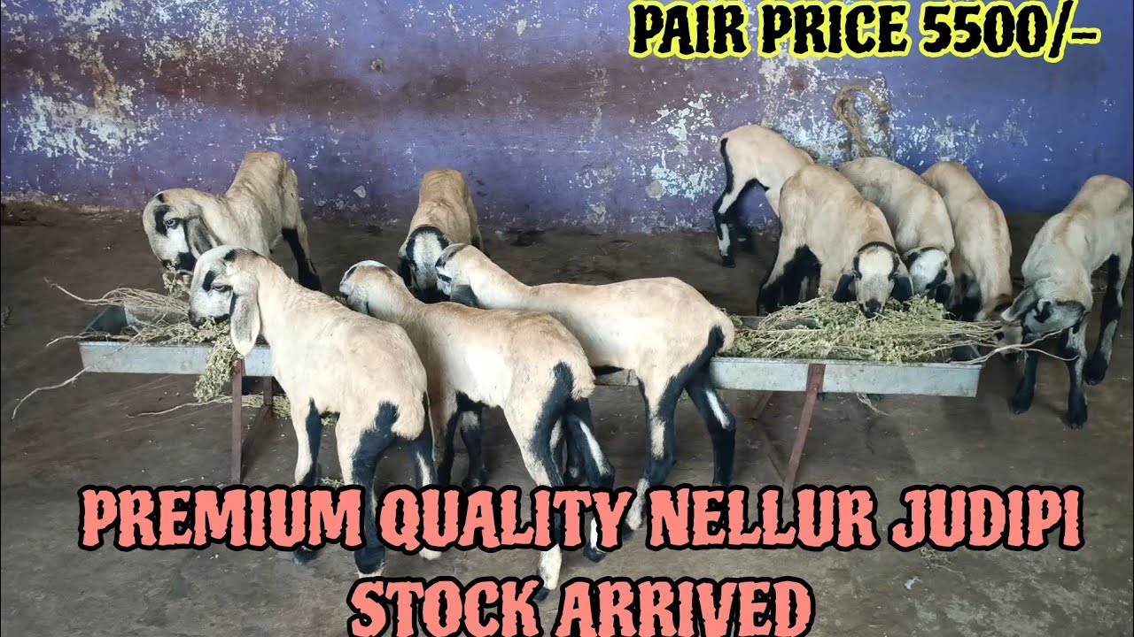 PREMIUM QUALITY NELLUR JUDIPI STOCK ARRIVED AT @a1goatsheep833 - YouTube