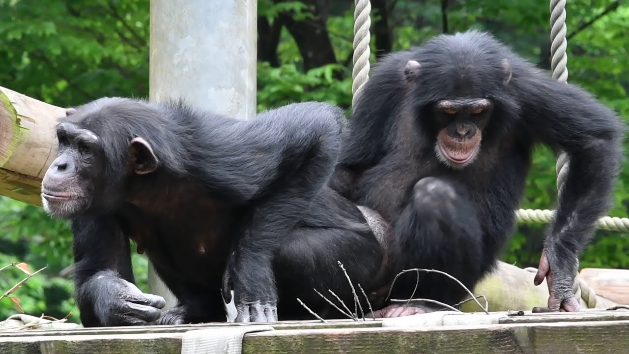 Sakura and Fubuki in puberty and courtship. 思春期サクラとフブキの交配の練習 Chimpanzee ...