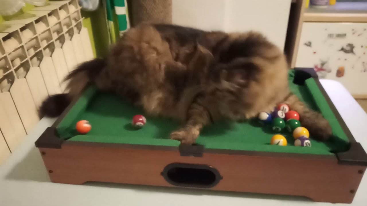 FUNNY CAT PLAYS BILLIARDS / MAČKA LUNA IGRA BILJAR - YouTube