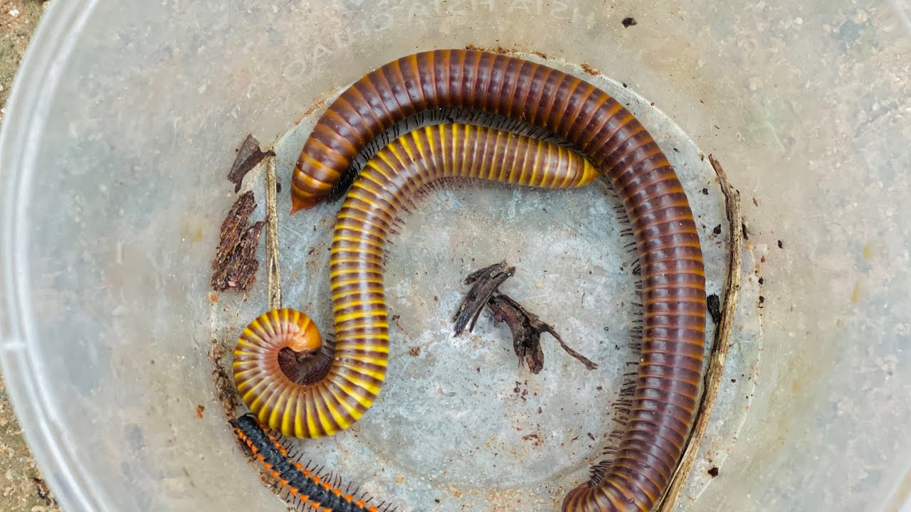Giant African Millipede Drawing
