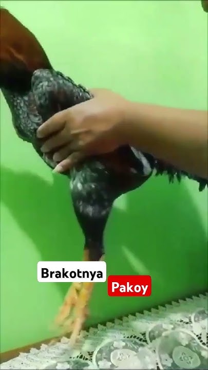 Btakotnya pakoy#ayamkampung #magon #pakoythai #fypシ゚ #antoni #mbahjoyo #birds#peternakdesa - YouTube